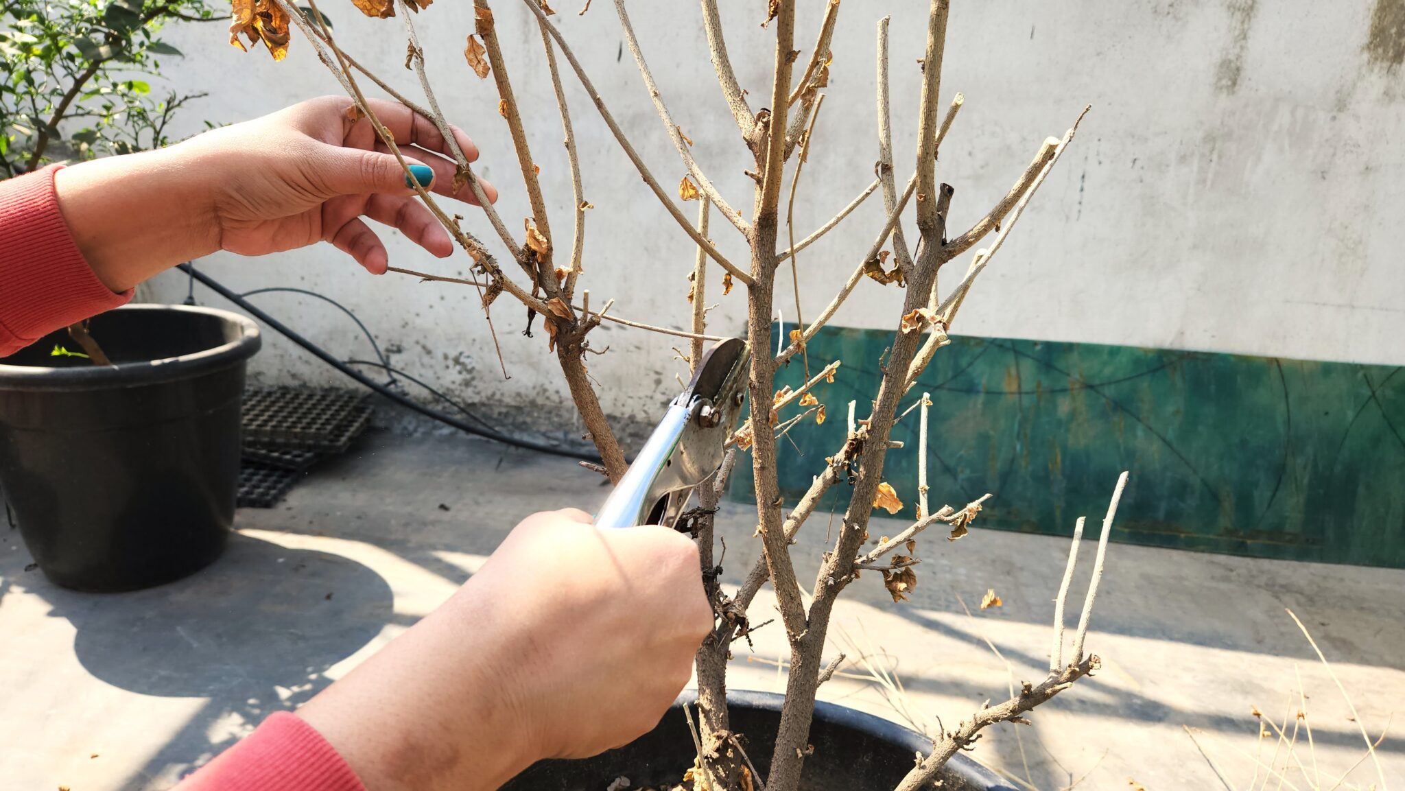 Can We Do Hard Pruning and Root Pruning Together? - Voice of Plant