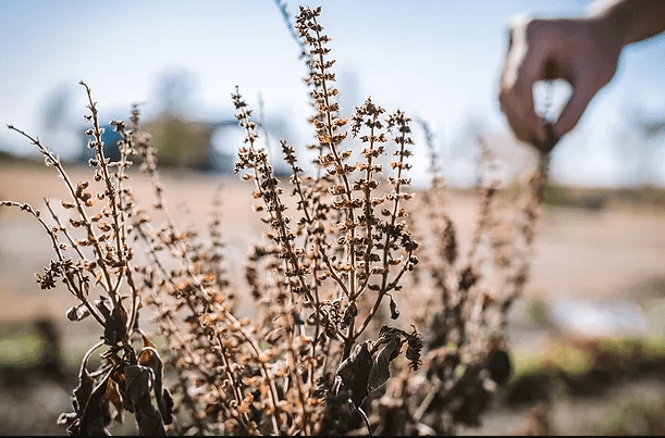 How to Revive a Dried Tulsi Plant: Easy Tips to Make It Healthy & Green ...