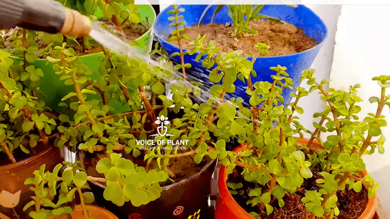 Watering Tips for Healthy Jade Plant - Voice of Plant