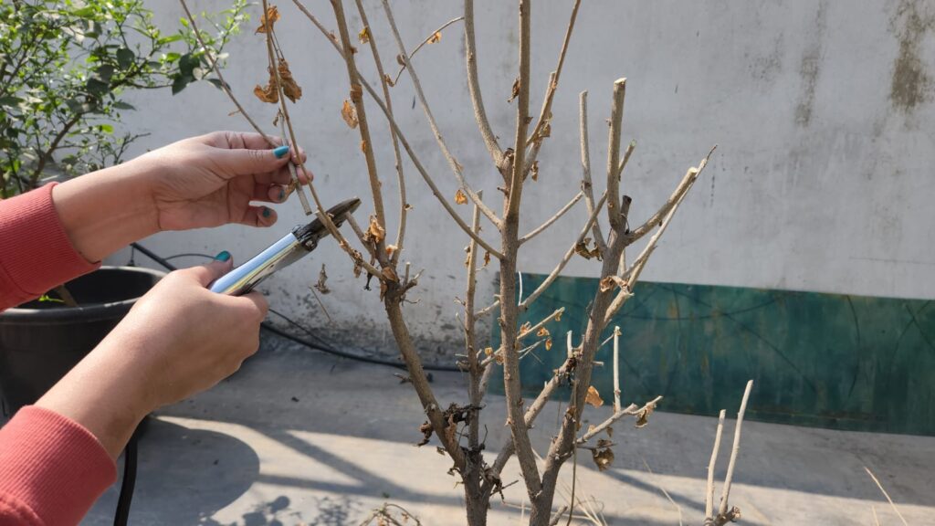 What is Hard Pruning? When and Why should we do Hard Pruning of Plants ...