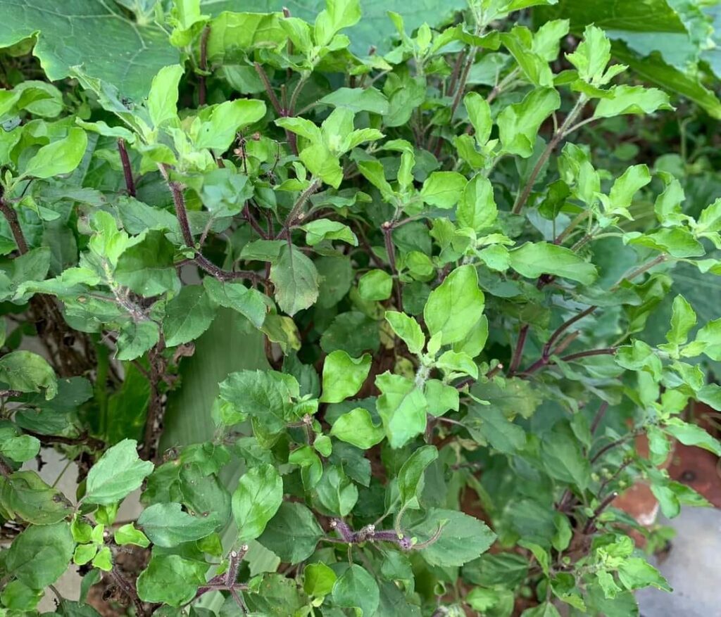 How to Revive a Dried Tulsi Plant: Easy Tips to Make It Healthy & Green ...