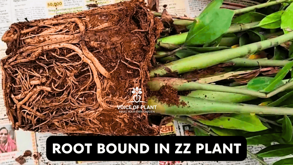 What Is Root Pruning How To Do Root Pruning Of Plants Voice Of Plant
