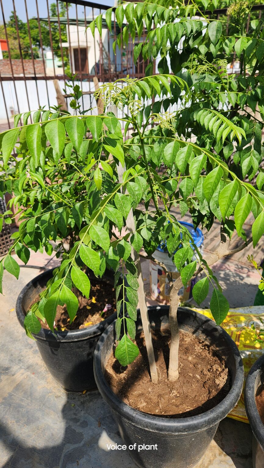 How to make Curry Plant Bushy & Healthy - Voice of Plant