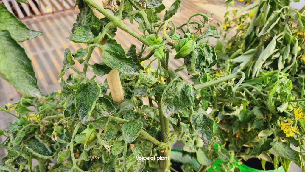 Leaf Curl in Tomato Plant - How to Treat Leaf Curl Disease? - Voice of ...
