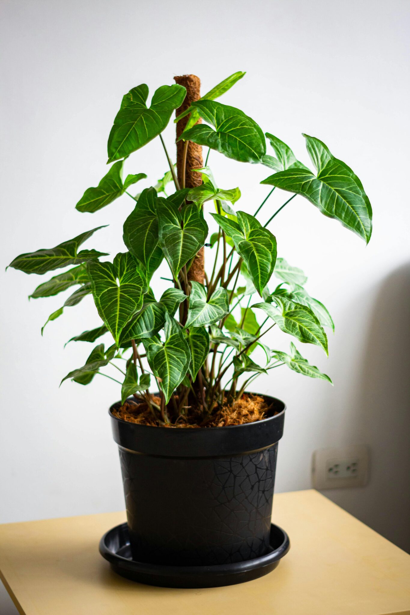 18 Houseplants That Can Survive If You Neglect Them for a Month ...
