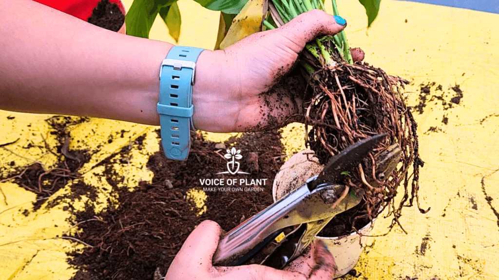 What Is Root Pruning How To Do Root Pruning Of Plants Voice Of Plant