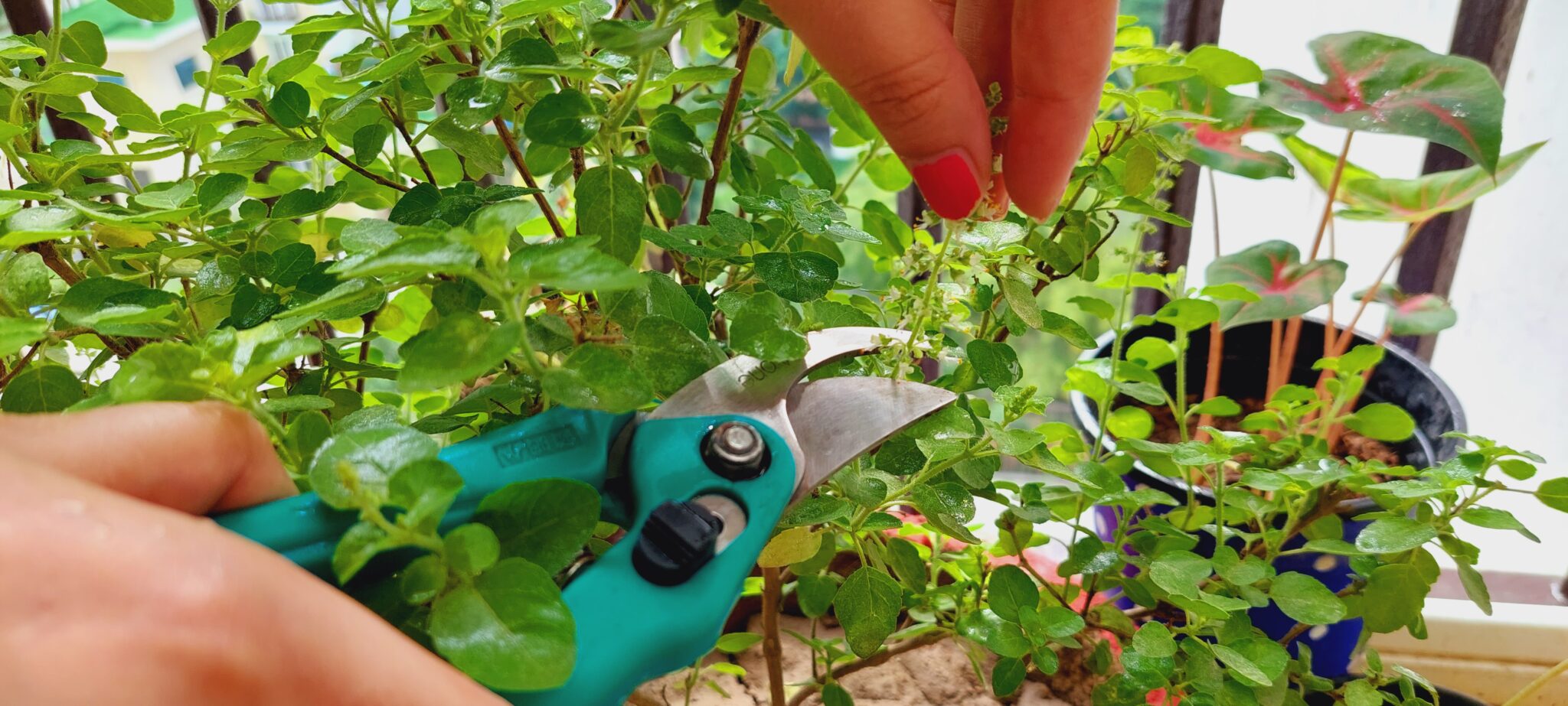 How to Revive a Dried Tulsi Plant: Easy Tips to Make It Healthy & Green ...