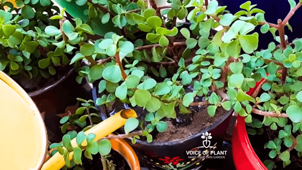 Watering Tips for Healthy Jade Plant - Voice of Plant
