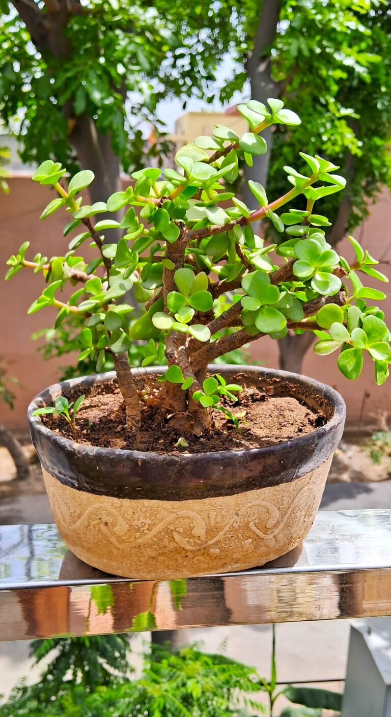 12 Reasons Why You Should Keep Jade Plant At Home