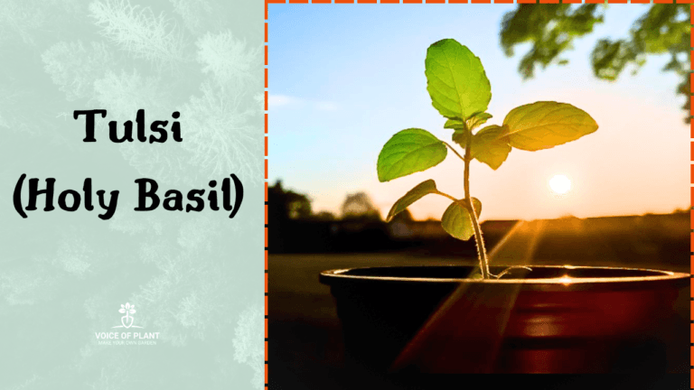 10 Reasons Why You Should Have a Tulsi (Holy Basil) Plant At Home ...