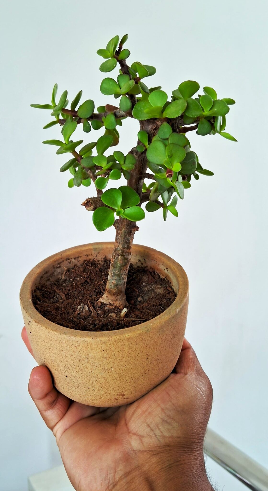 Best Pot Size for Jade Plant: Selection The Right Pot – Small, Medium ...
