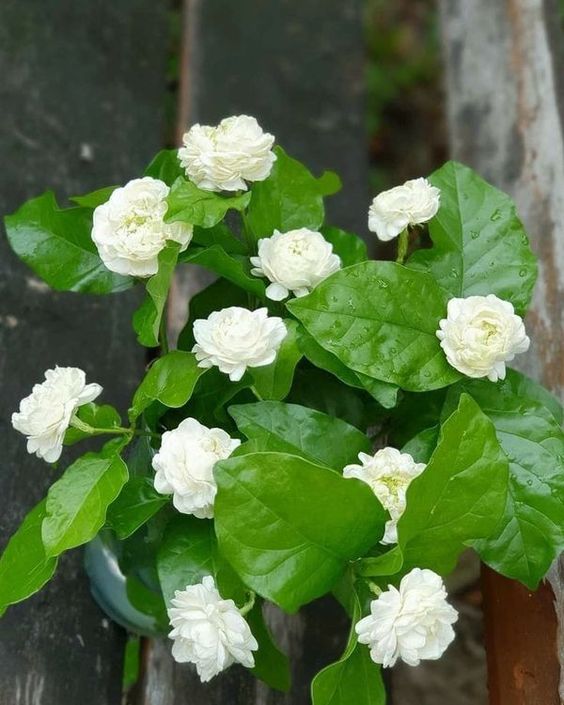 Best Season for Jasmine Mogra Plant for Healthy Growth - Voice of Plant