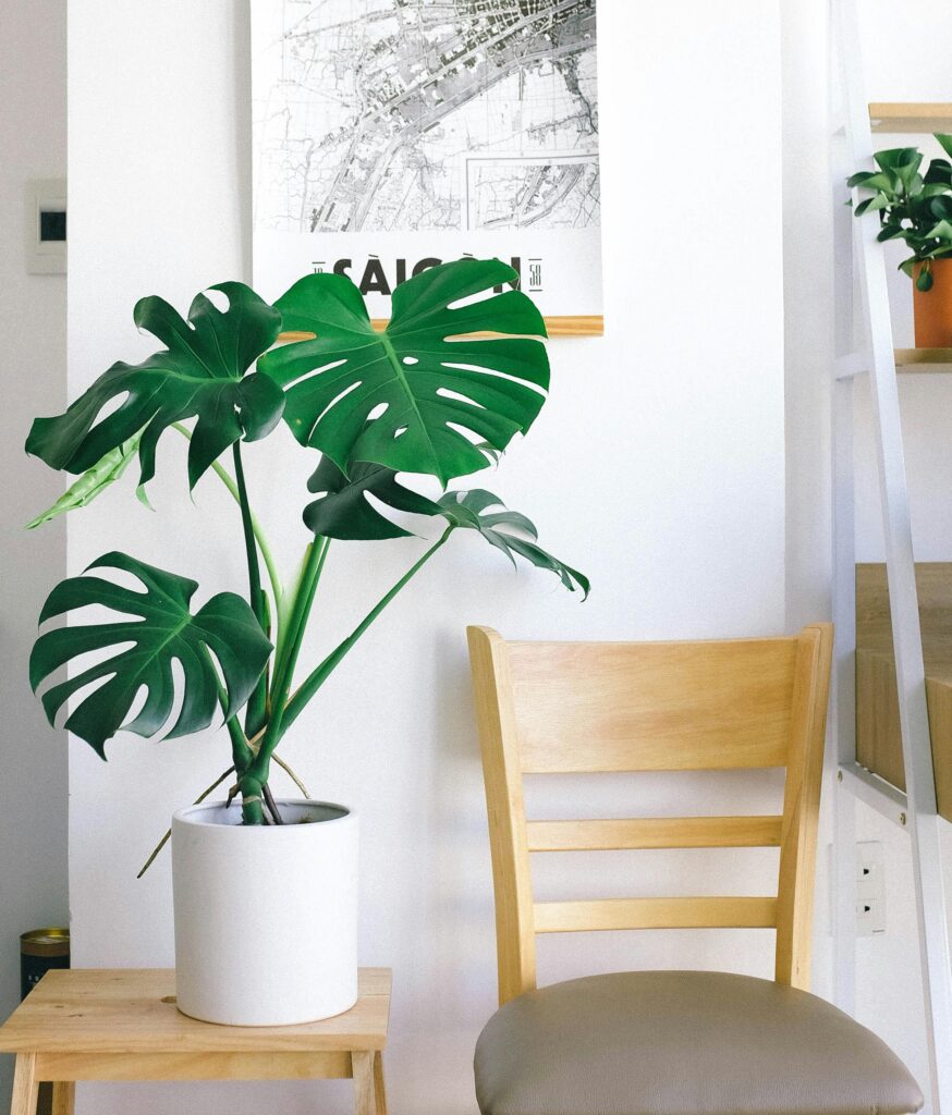 10 Best Houseplants for Your Living Room - Voice of Plant