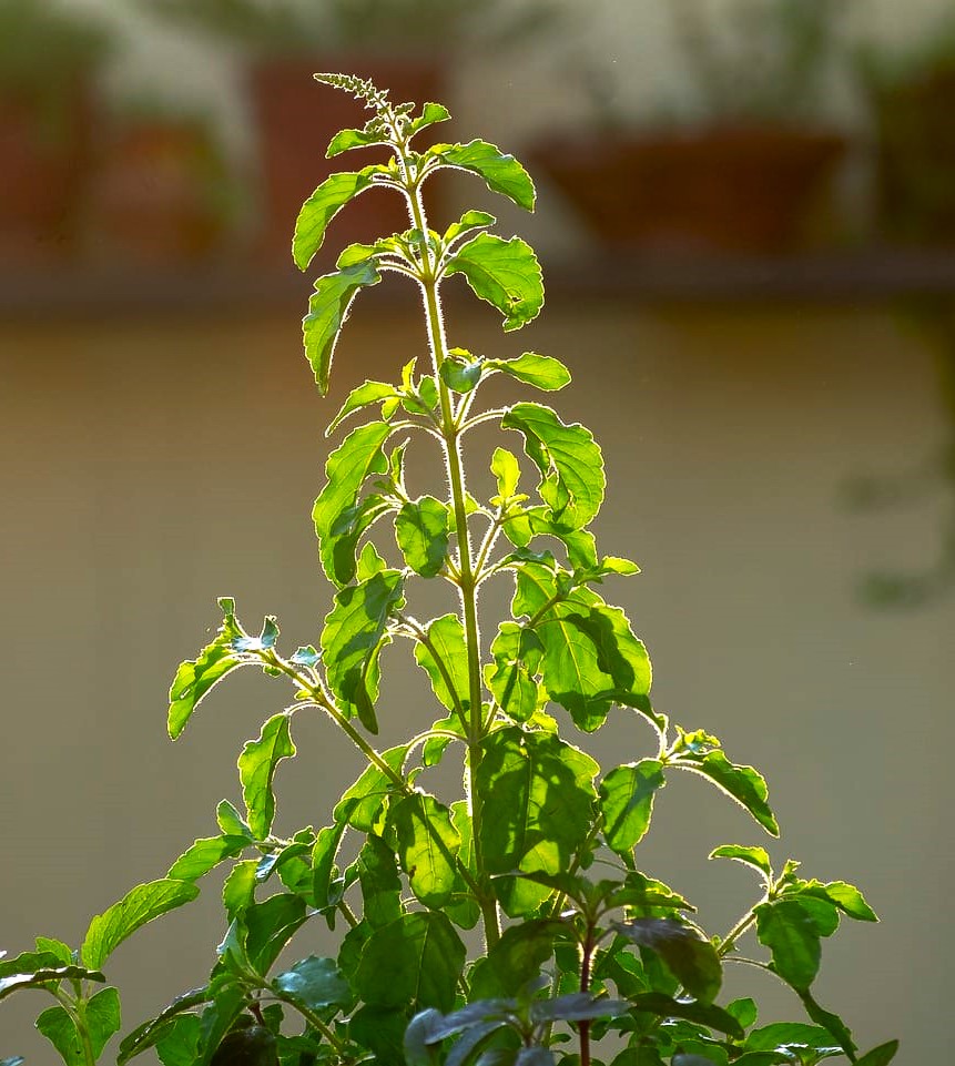 Tulsi Leaves Tulsi Holy Basil Seeds – Botanical Interests