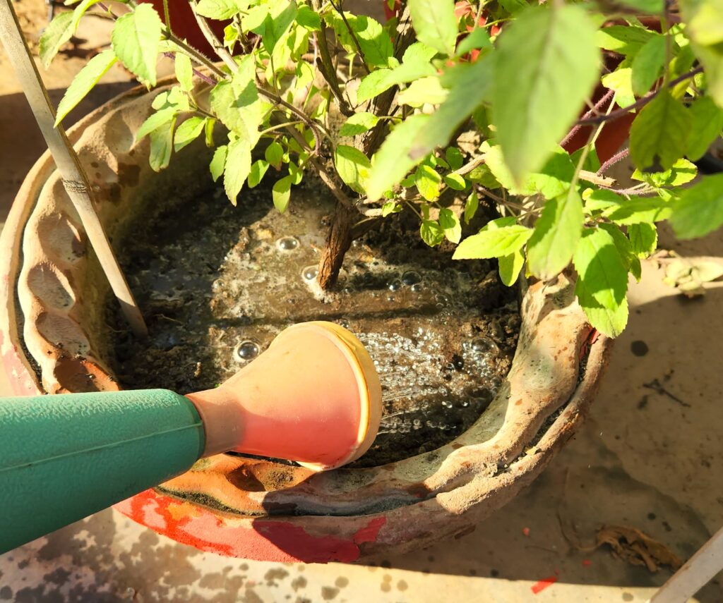 How to grow and care Tulsi plant (Holy Basil) - Voice of Plant