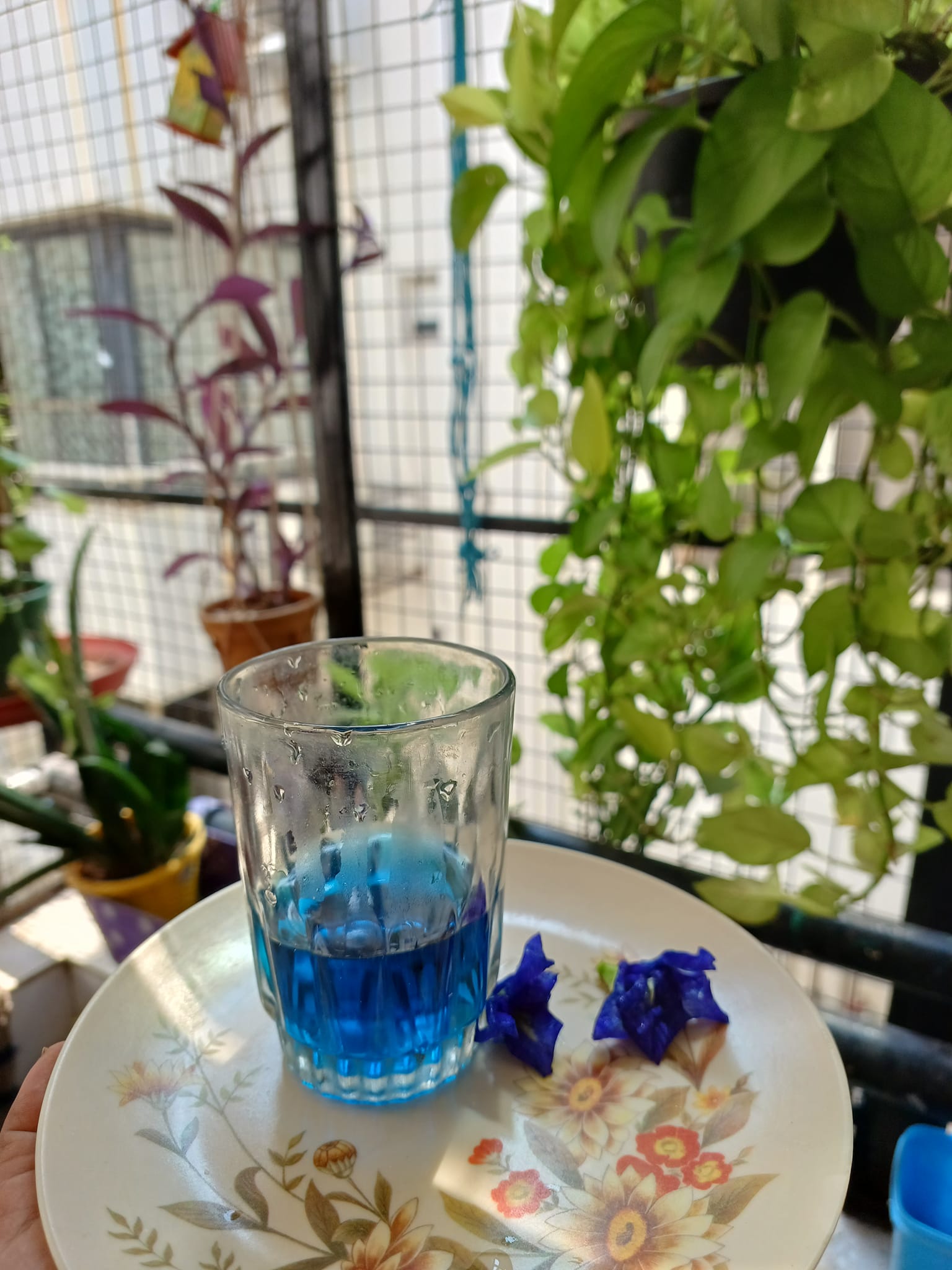 This blue flower is a magical flower, Unbelievable Health Benefits of ...