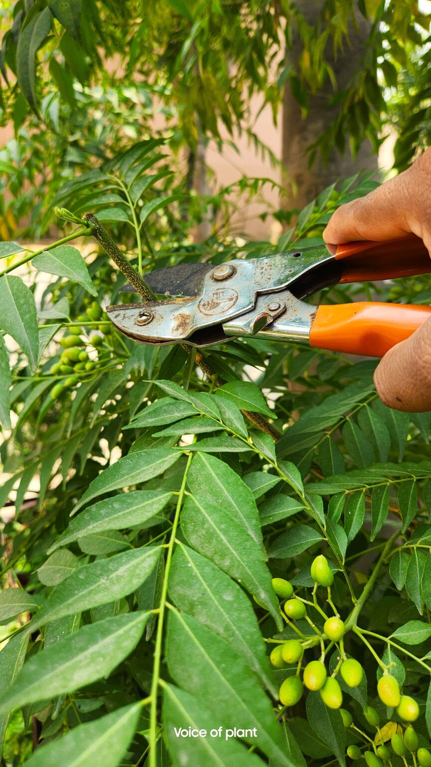 How To Prune A Curry Leaf Plant To Make It Bushy - Voice of Plant