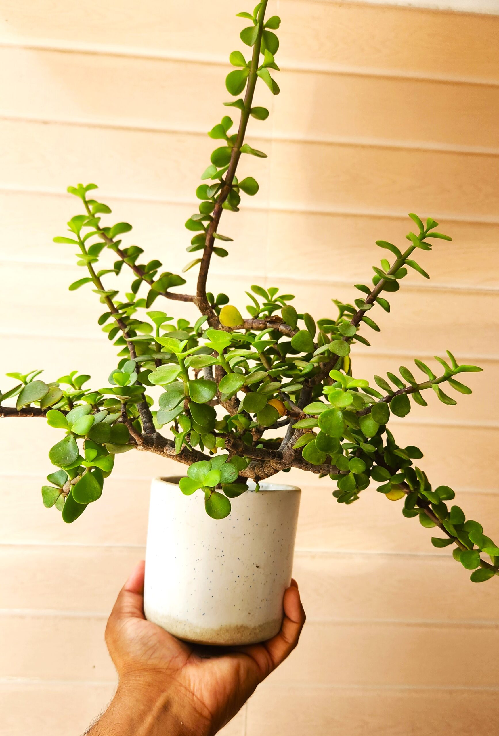Best Pot Size for Jade Plant: Selection The Right Pot – Small, Medium ...