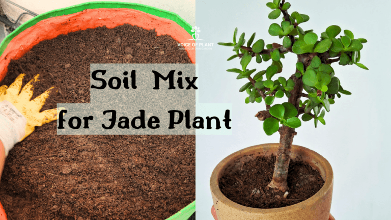 Best Soil Mixture for Jade Plant - Voice of Plant