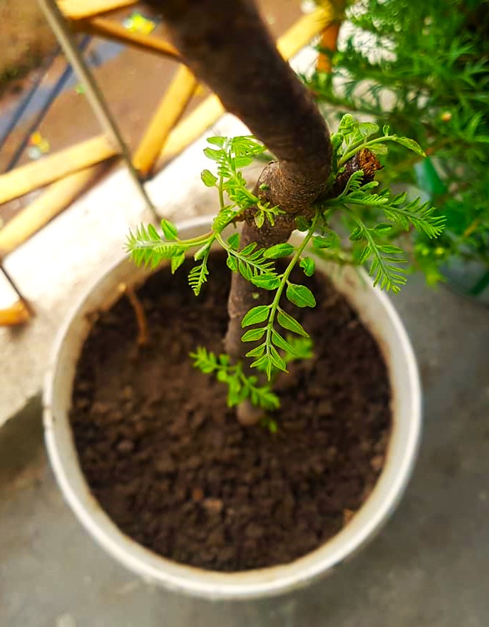 How To Prune A Curry Leaf Plant To Make It Bushy - Voice of Plant