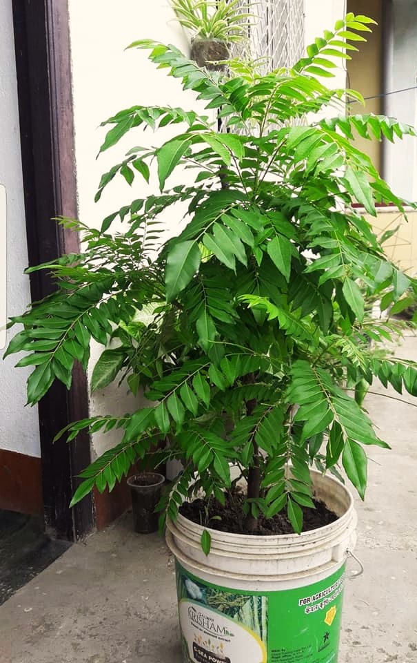 7 Expert Tips To Care for Curry Leaf Plant in Winter