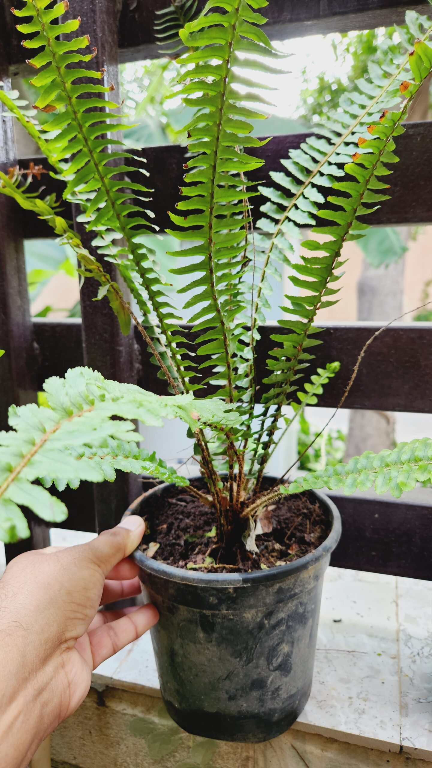 18 Houseplants That Can Survive If You Neglect Them for a Month ...