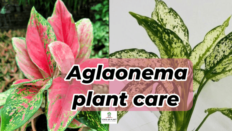 How to Care for Aglaonema Plant: Complete Indoor Plant Guide - Voice of ...