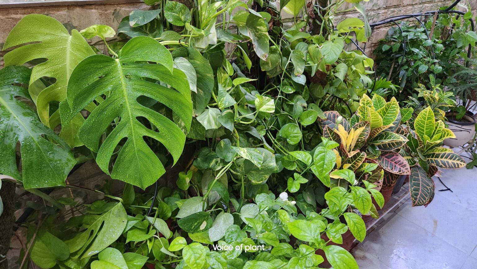 Gardener’s Guide: How to Grow Healthy Plants at Home: Follow 10 Tips ...