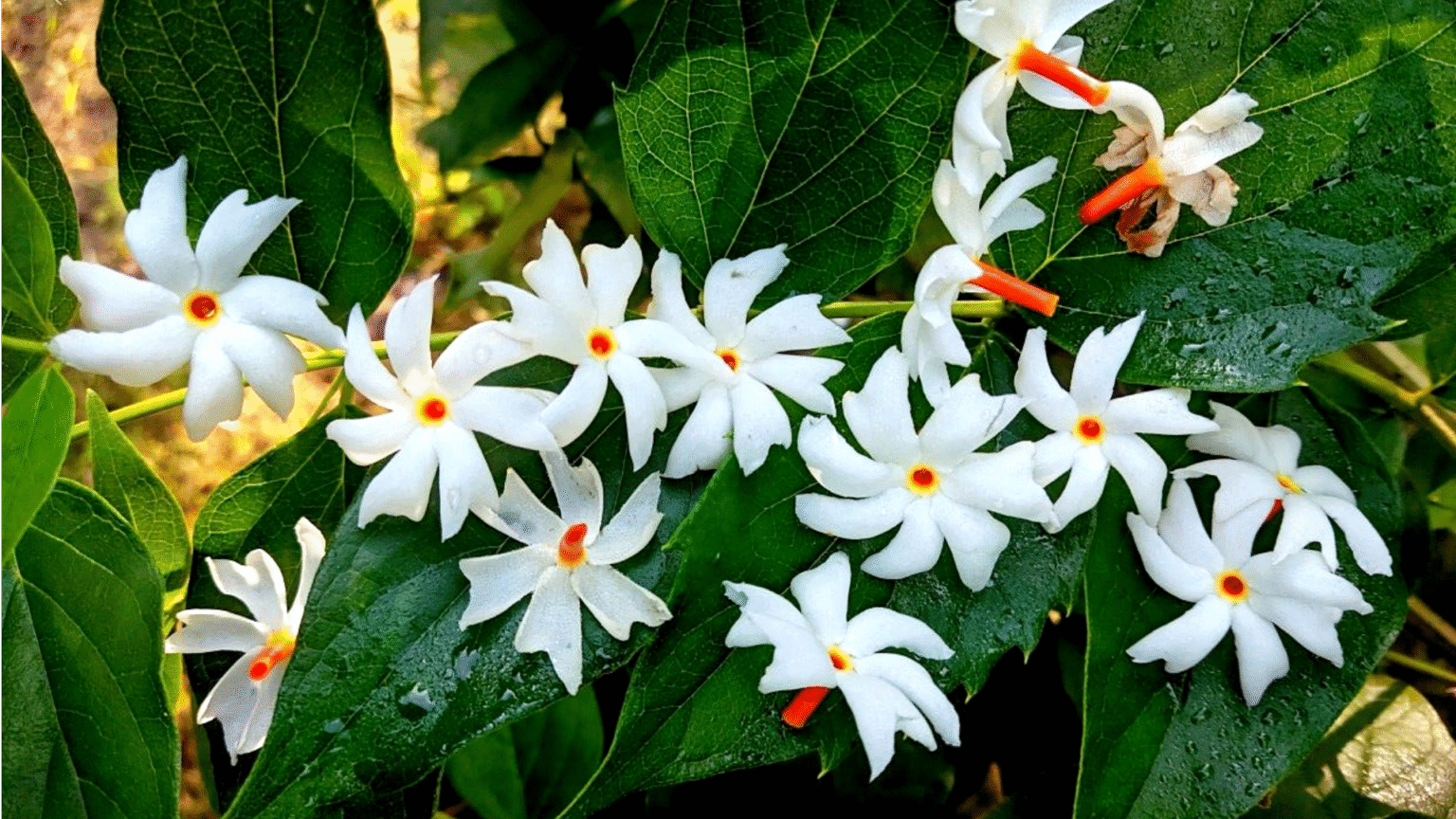 Night Blooming Jasmine (Harshringar) Plant Complete Care