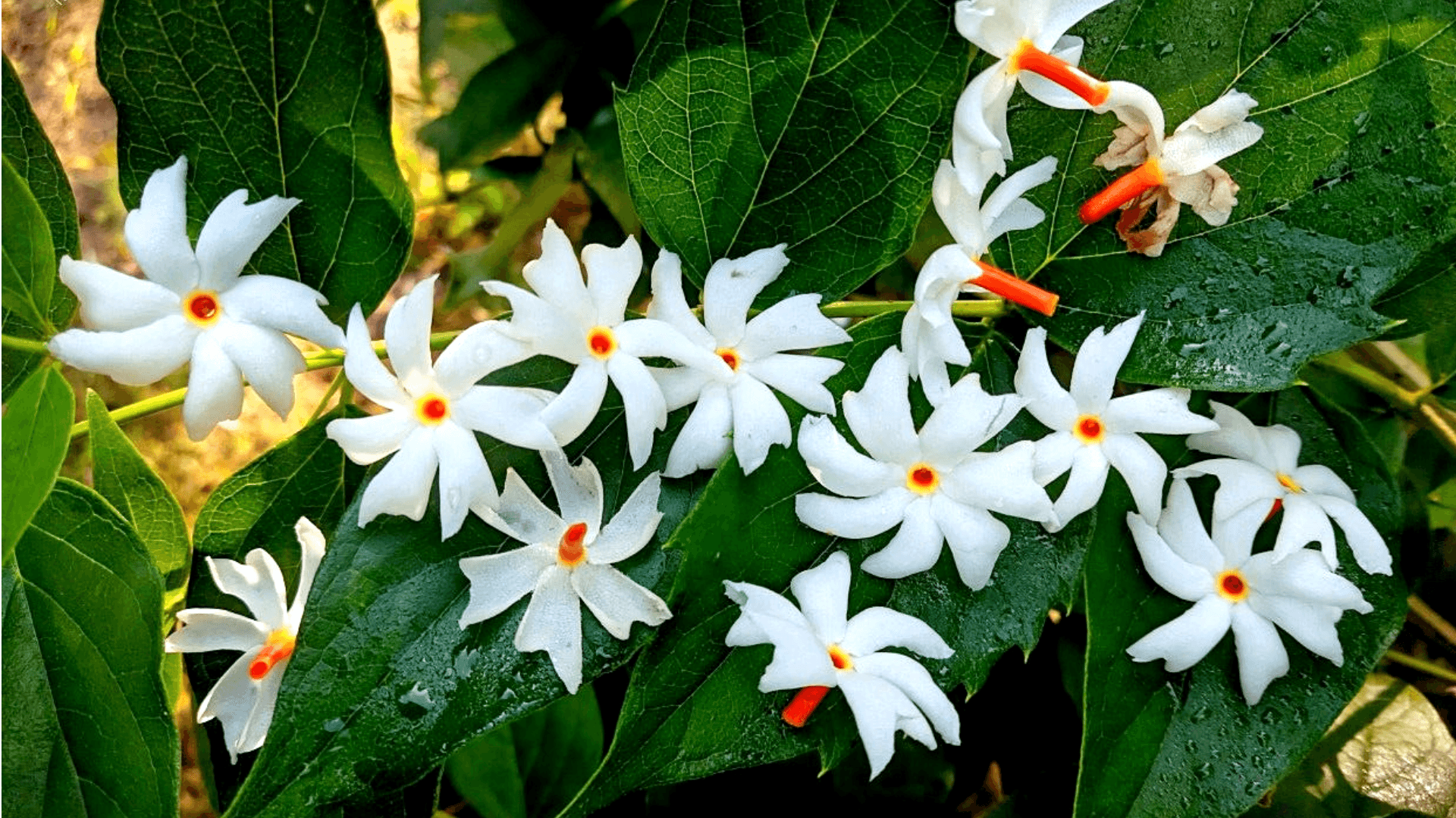 Night Blooming Jasmine (Harshringar) Plant Complete Care