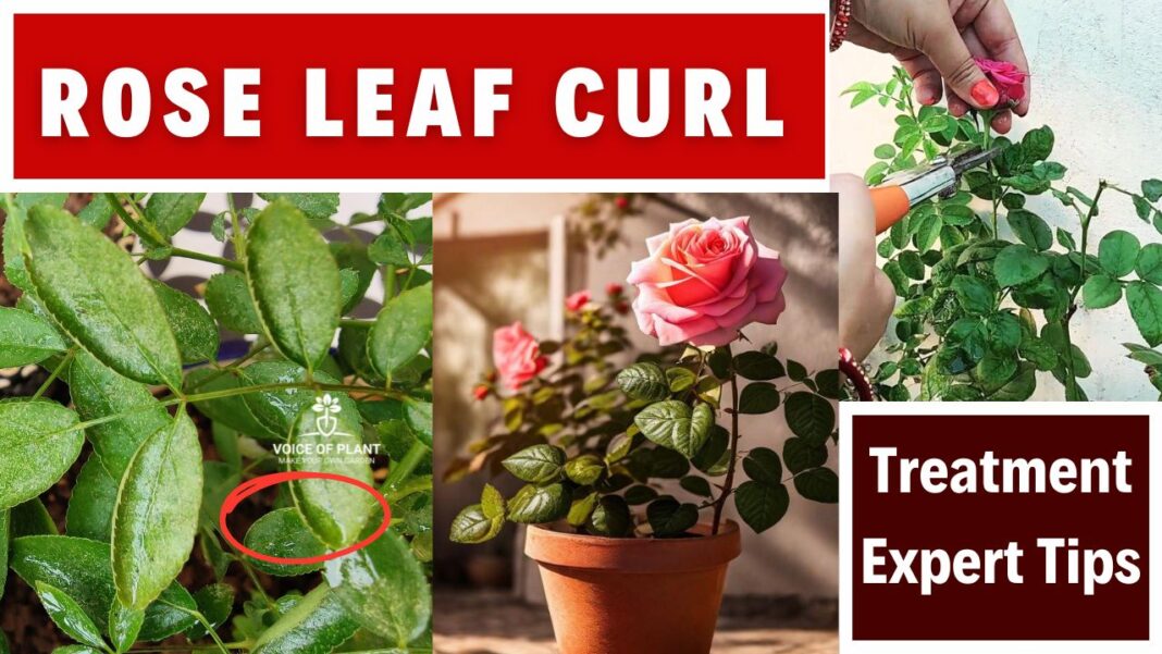 Rose Dieback Problem Prevention and Treatment Tips: Follow 9 Steps to ...