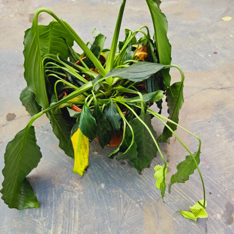 Peace Lily Leaves Drooping: Check 5 Reasons for Wilting & How to fix it ...