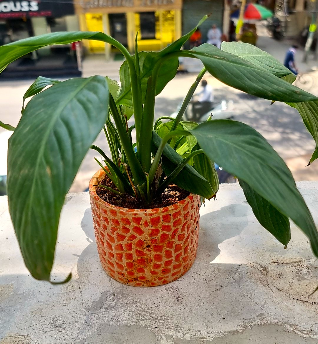 Peace Lily Leaves Drooping? Find Out Why & How to Fix It