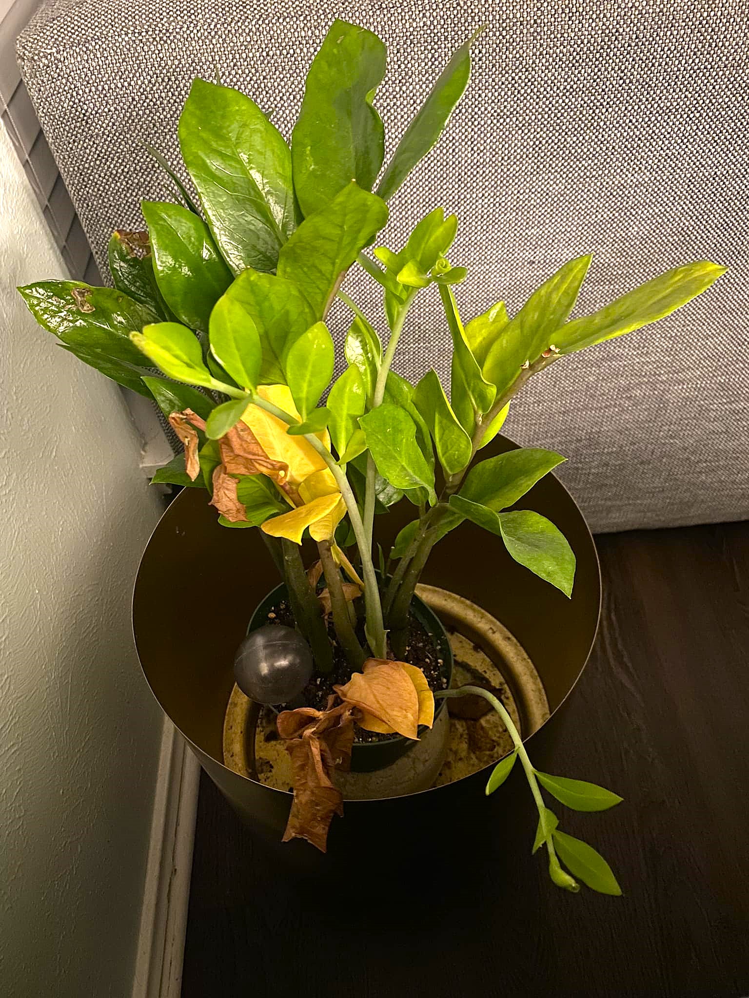 Indoor Plant Care | 5 Common Mistakes That Are Killing Your Indoor ...