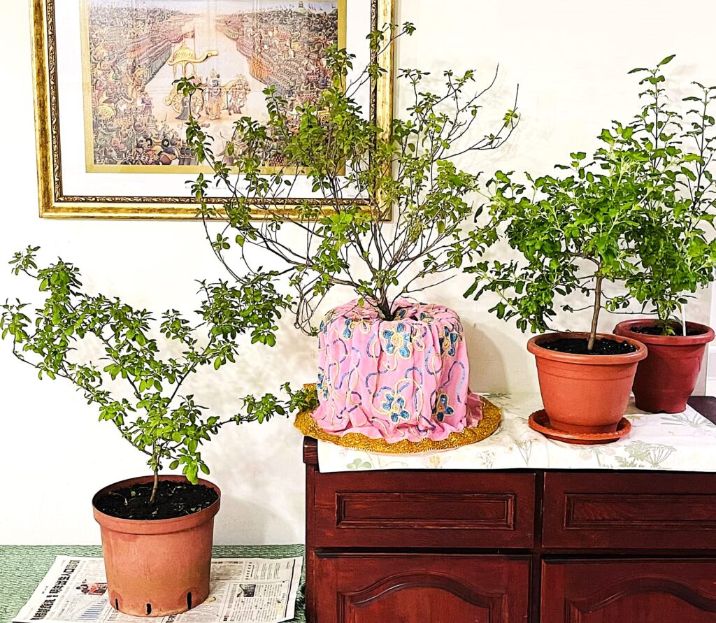 Can Tulsi Plant Be Grown Indoors in Cold Climates? - Voice of Plant
