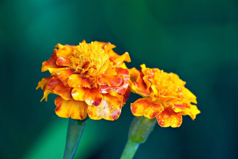 Common Diseases in Marigold Plant (Fungus, Mildew, Spider mite) - Voice ...