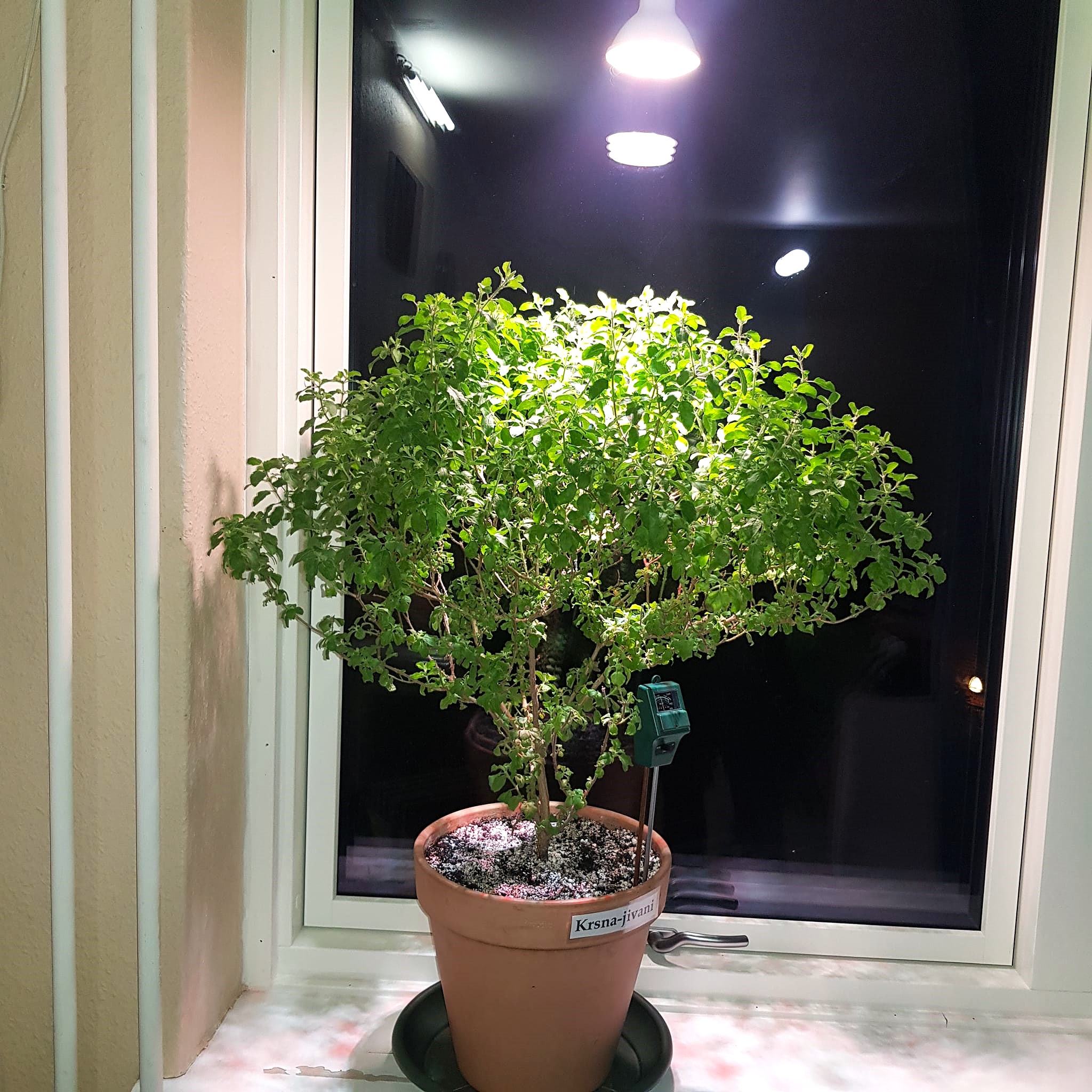 Can Tulsi Plant Be Grown Indoors in Cold Climates? - Voice of Plant