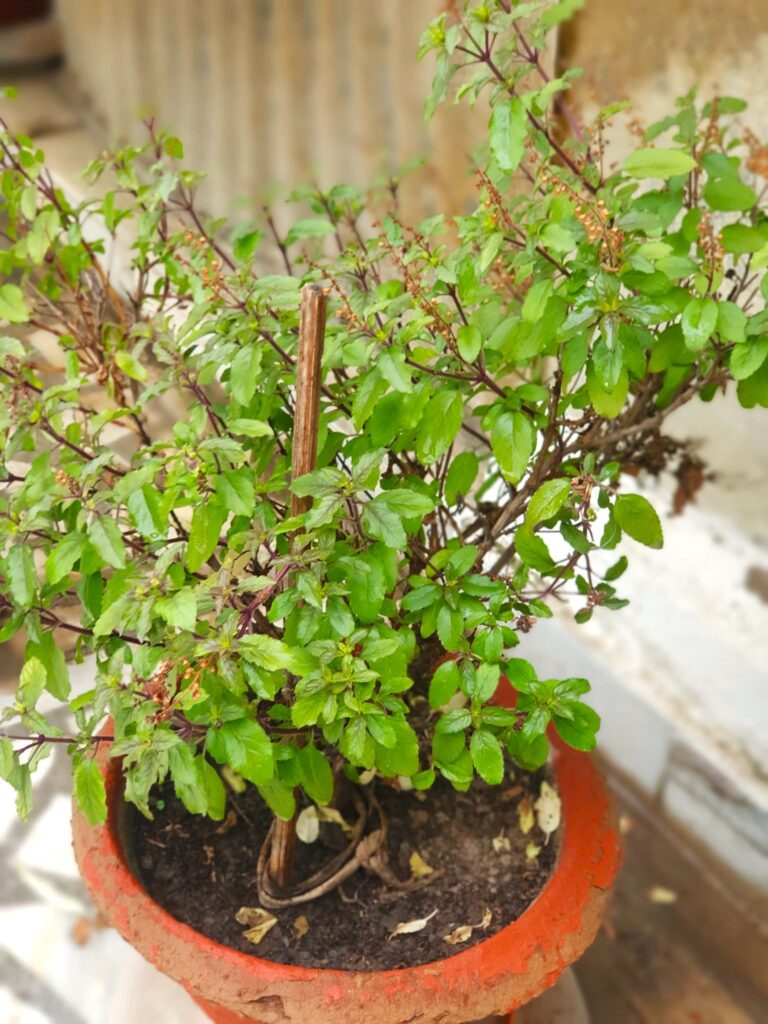 How I Care My Tulsi Plant: 7 Easy Tips For Healthy Bushy Green Tulsi Plant