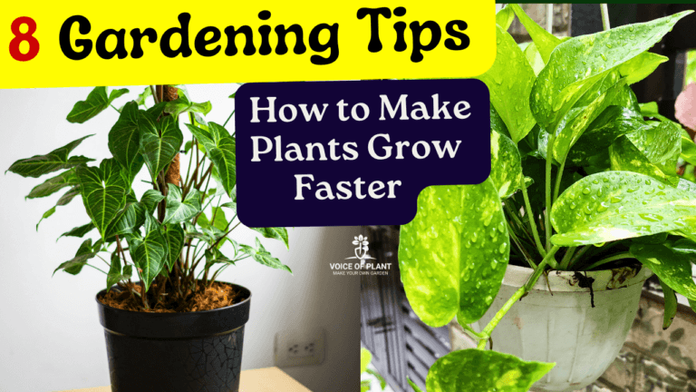 How to Make Plants Grow Faster: The Ultimate Guide - Voice of Plant