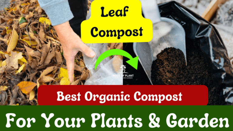 How to Make Leaf Compost at Home Know the Benefits of Leaf Compost in ...