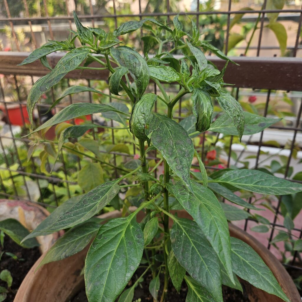 Leaf Curl in Chili Plants Causes & Solutions Buttermilk Treatment