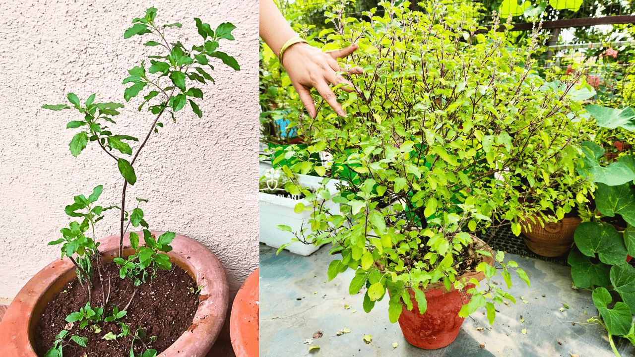 How To Make Tulsi Plant Bushy: 7 Easy Tips for Healthy Green Growth ...