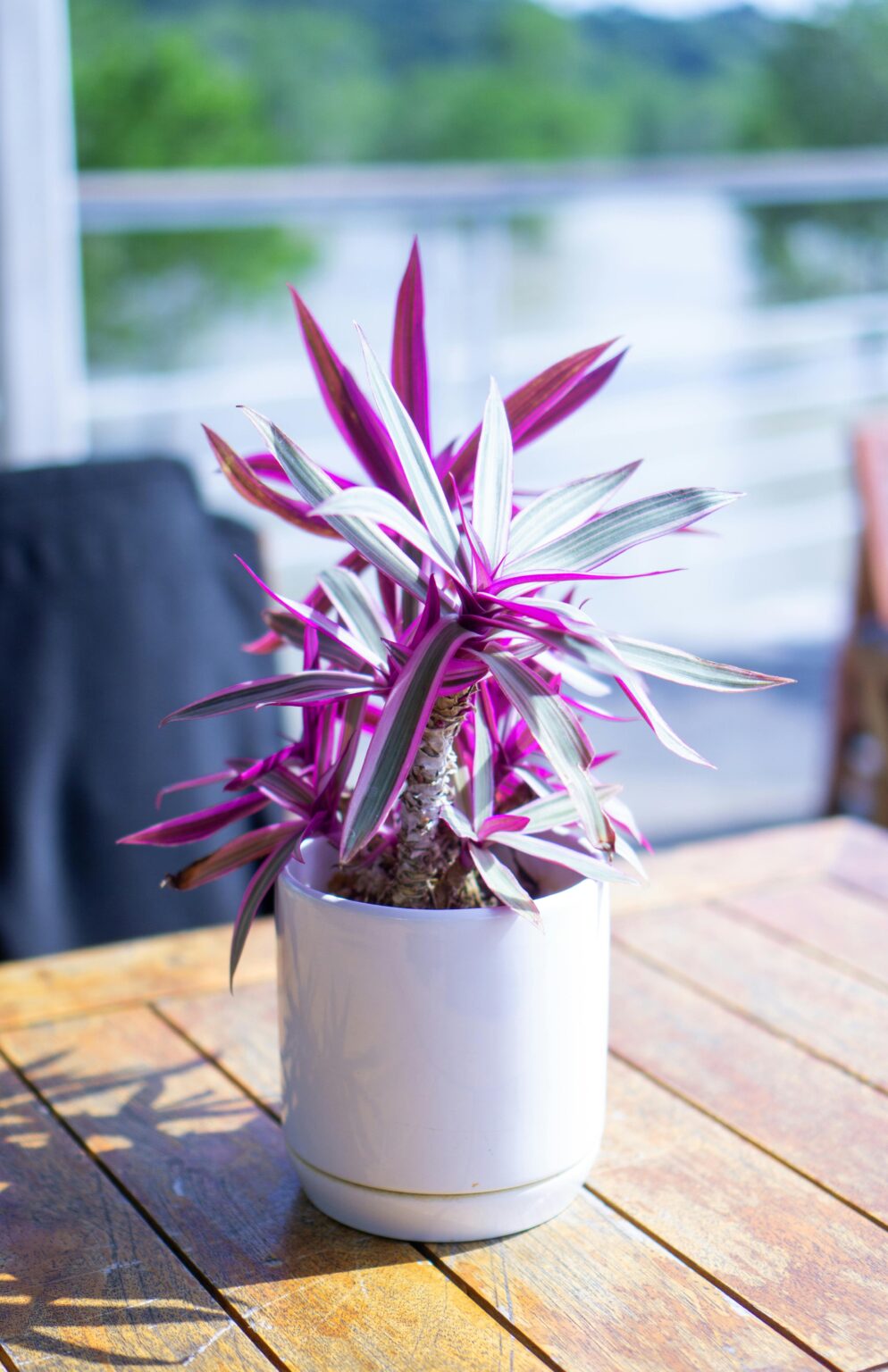 18 Houseplants That Can Survive If You Neglect Them for a Month ...