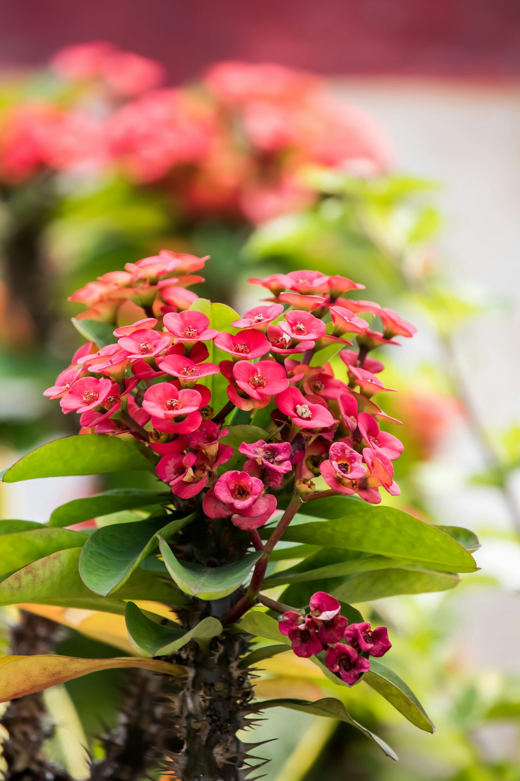 18 Houseplants That Can Survive If You Neglect Them for a Month ...