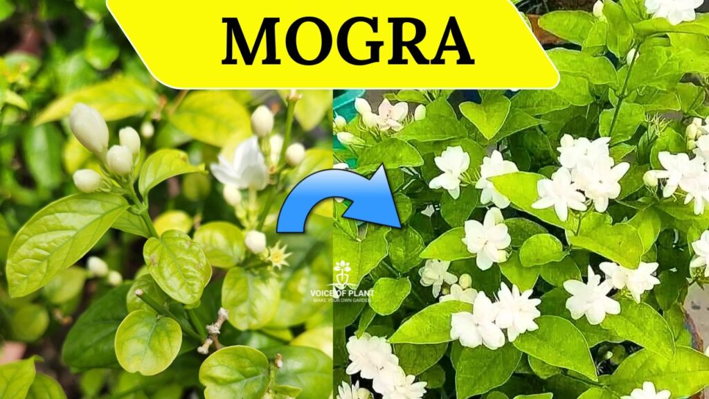 Mogra Plant Not Flowering? Try These 9 Expert Monsoon Flowering Tips ...