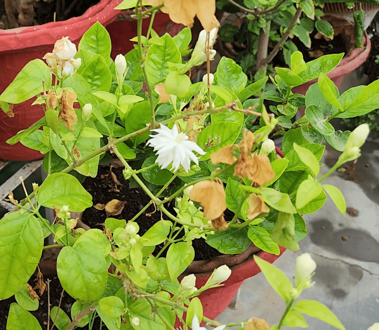 When and How to Give Fertilizer to Jasmine Plant for Maximum Flowering ...