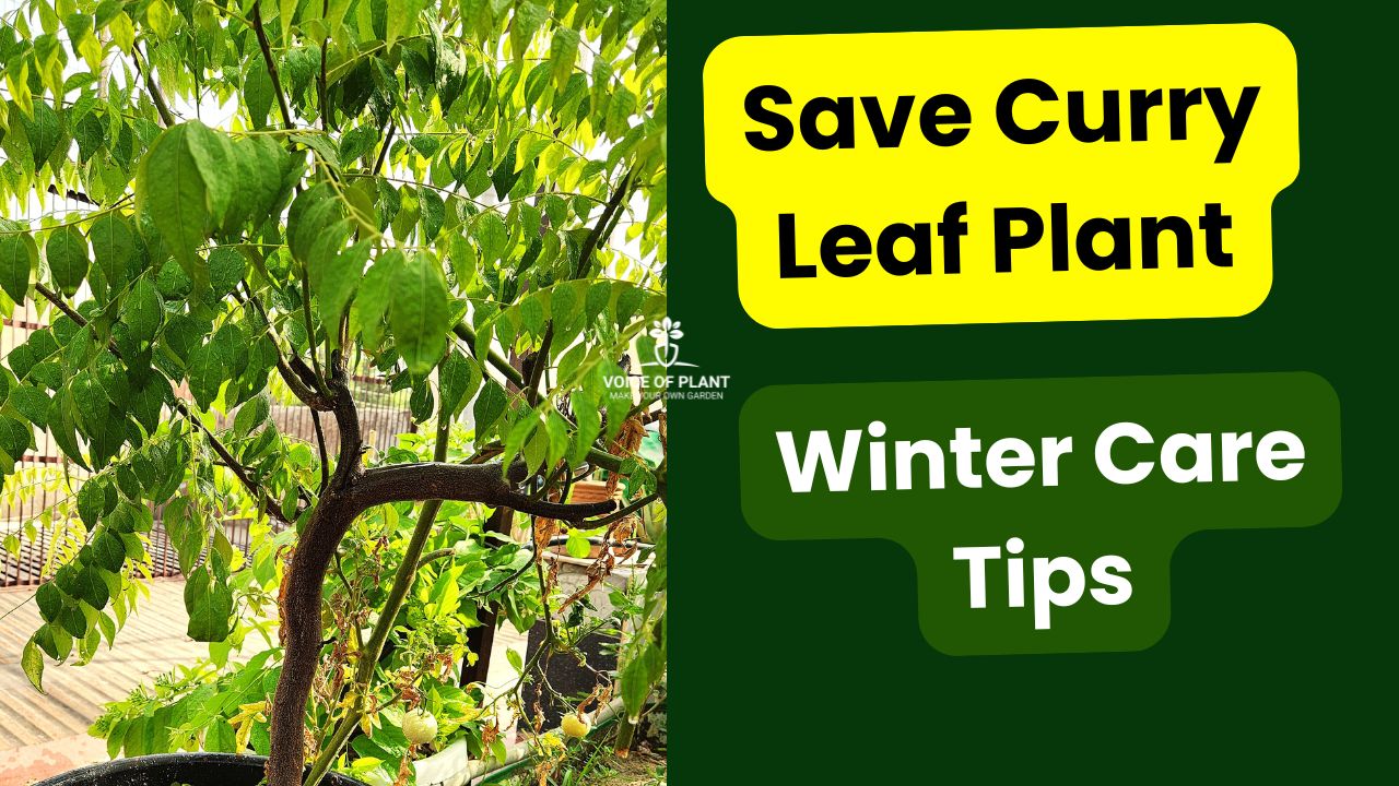 7 Expert Tips To Care for Curry Leaf Plant in Winter